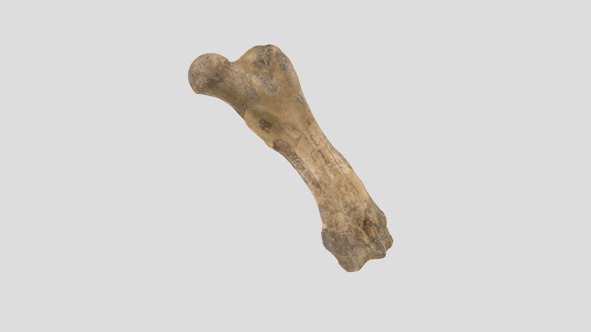 Mastodon Femur 596BS71 - Download Free 3D model by Illinois State ...