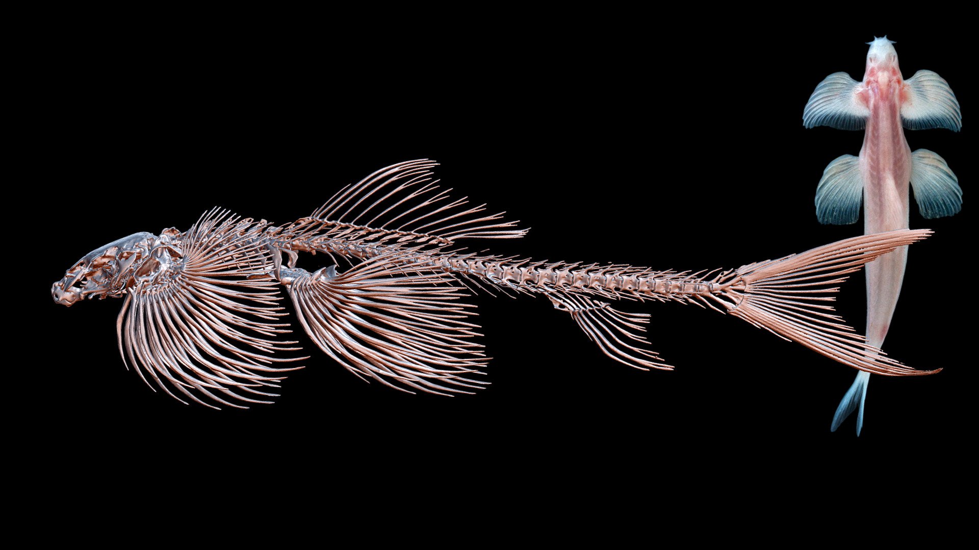 Cave Angelfish - Freshwater fish - 3D model by FloridaMuseum [3a5fdf9 ...