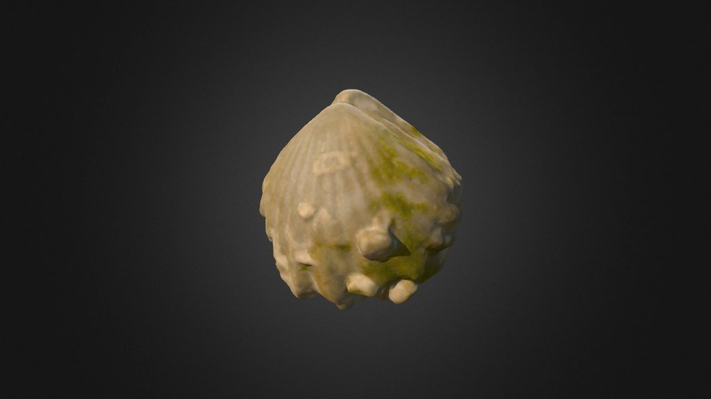 3D Fossils partners - A 3D model collection by 3d Fossils GB ...