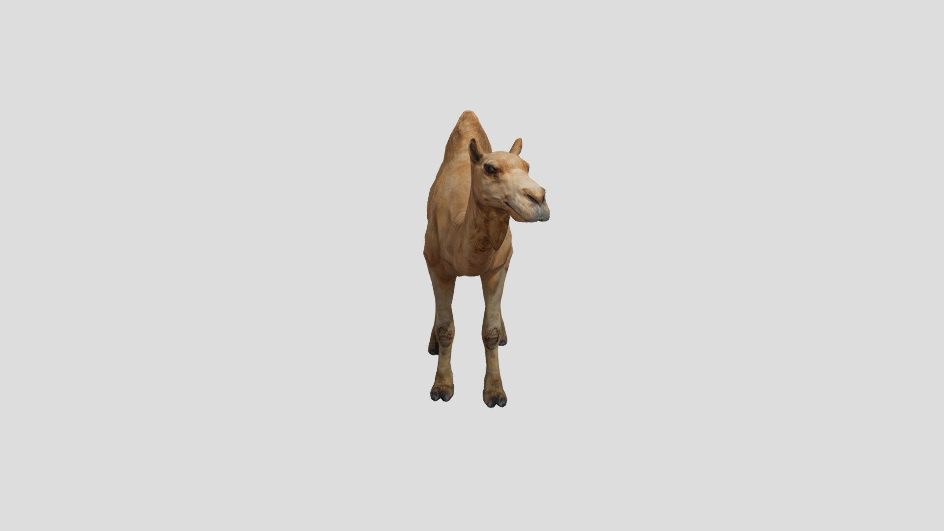 Dromader - Download Free 3D model by hendrikReyneke [3a62c97] - Sketchfab