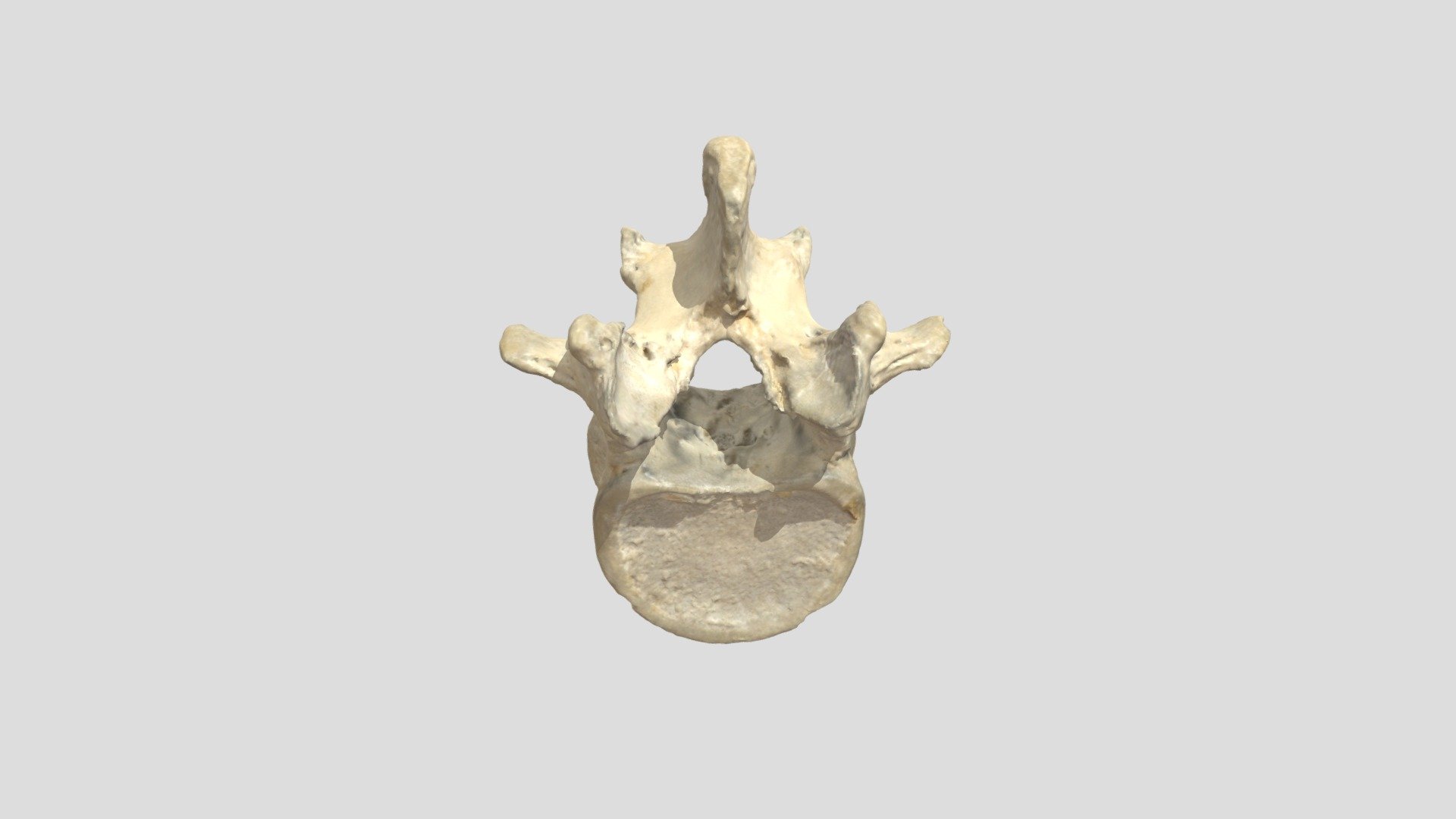 L1 - 3D model by Universiteit Antwerpen (@marjanmaldoy) [3a66e1e ...