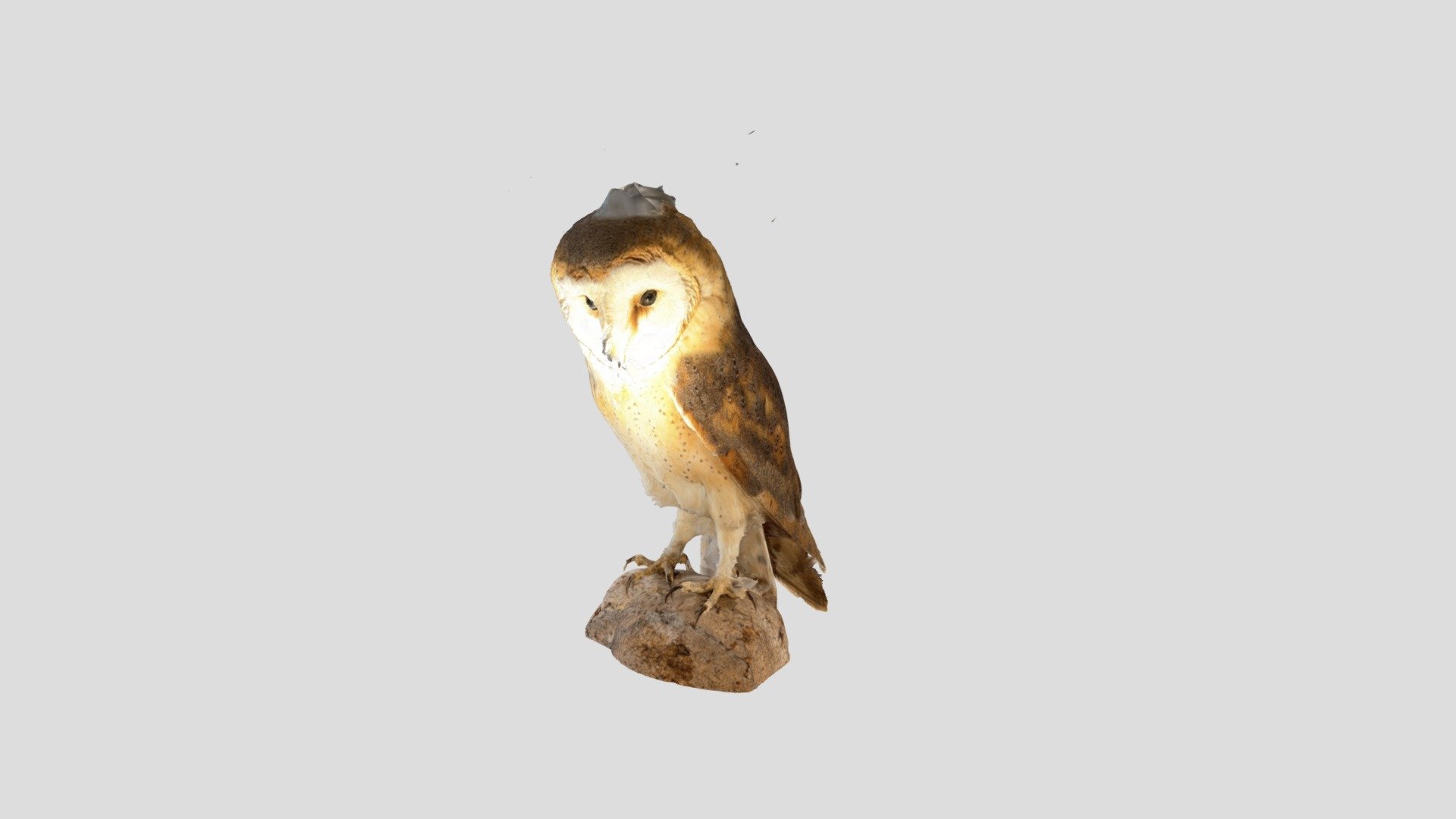 Owl - Download Free 3D model by CrowsEpicScans [3a72b46] - Sketchfab