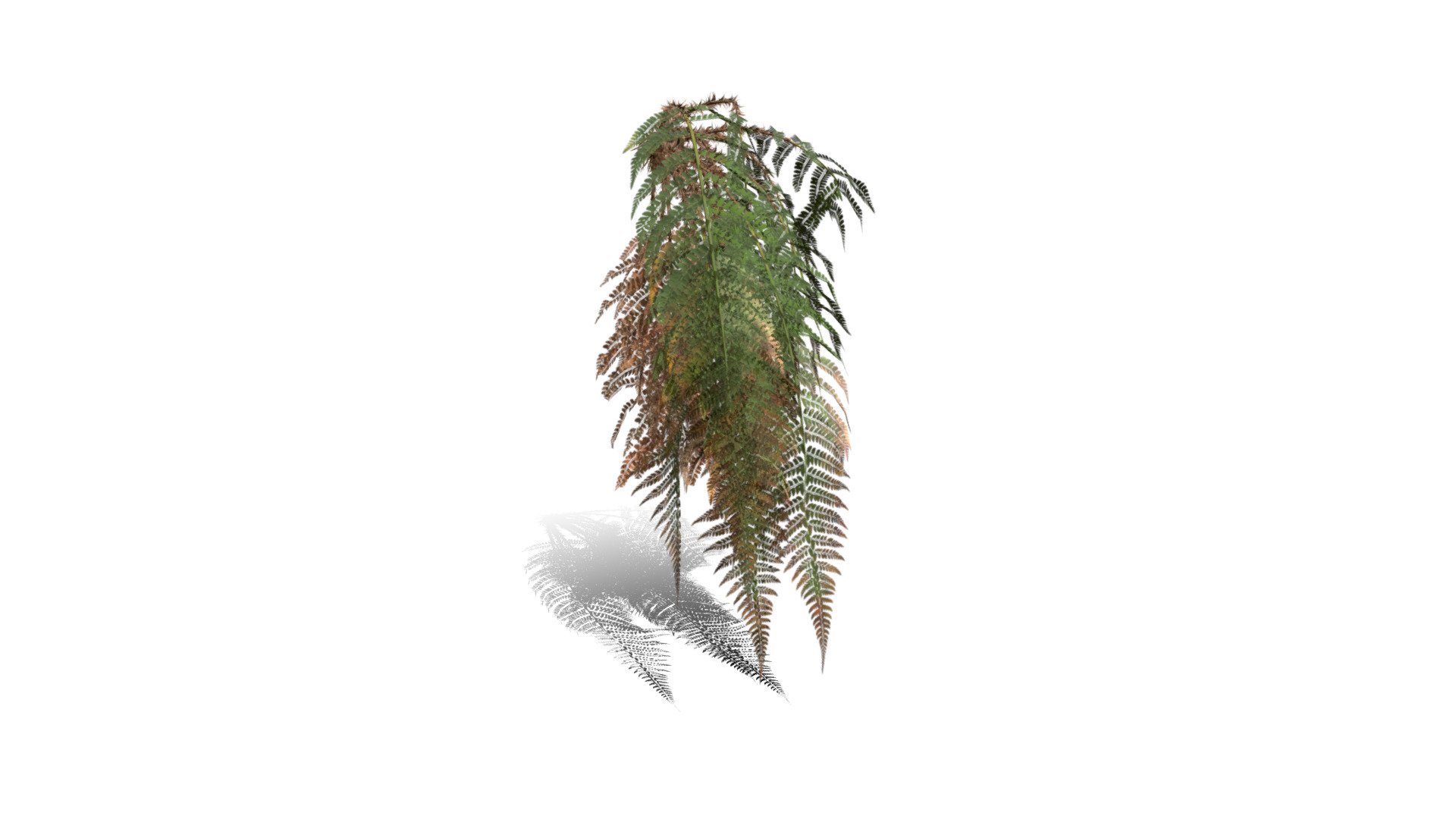Realistic HD Male fern (46/50) - Download Free 3D model by PlantCatalog ...