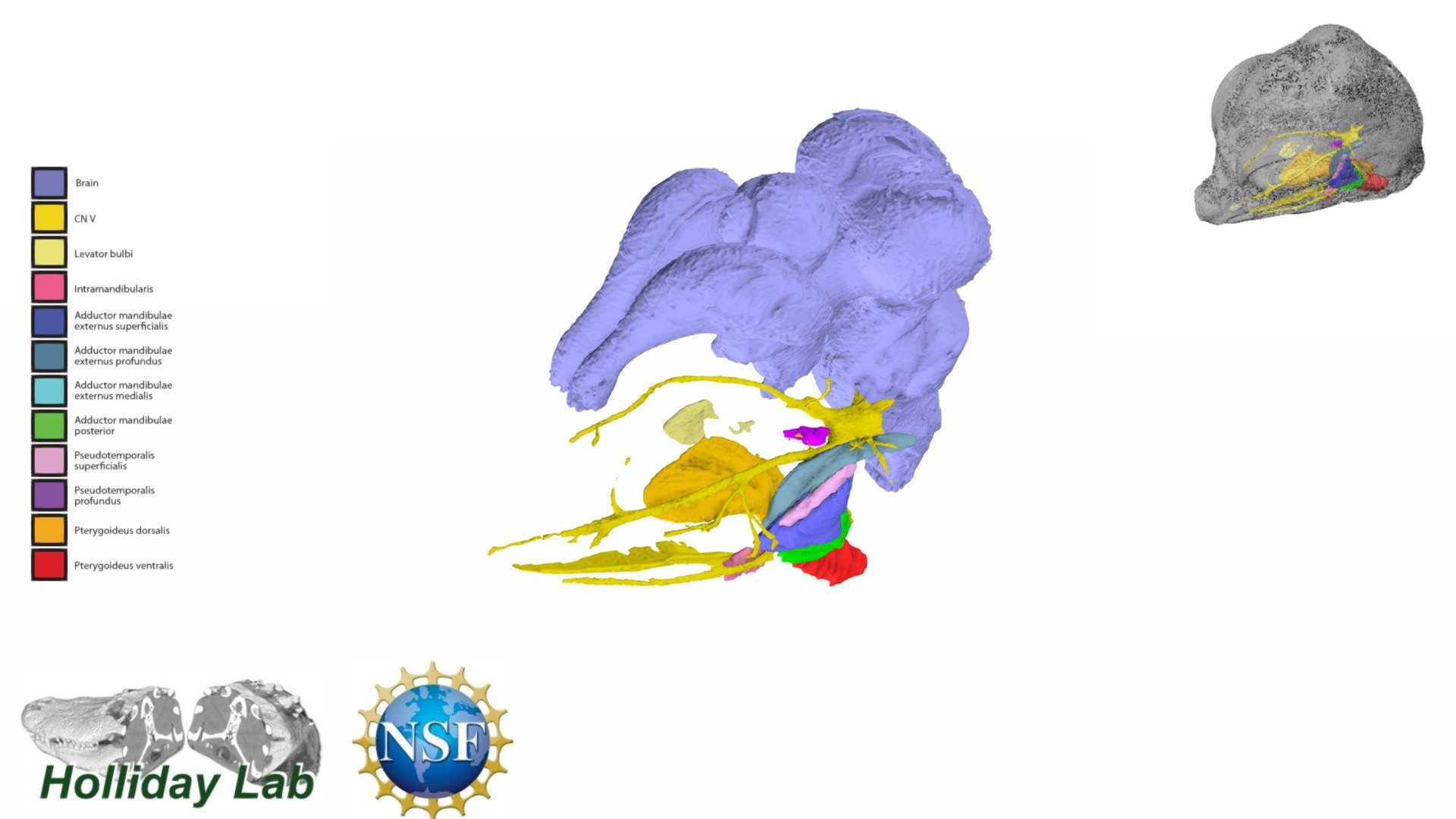 Embryonic Alligator CN V-Innervated Muscles - Download Free 3D model by ...
