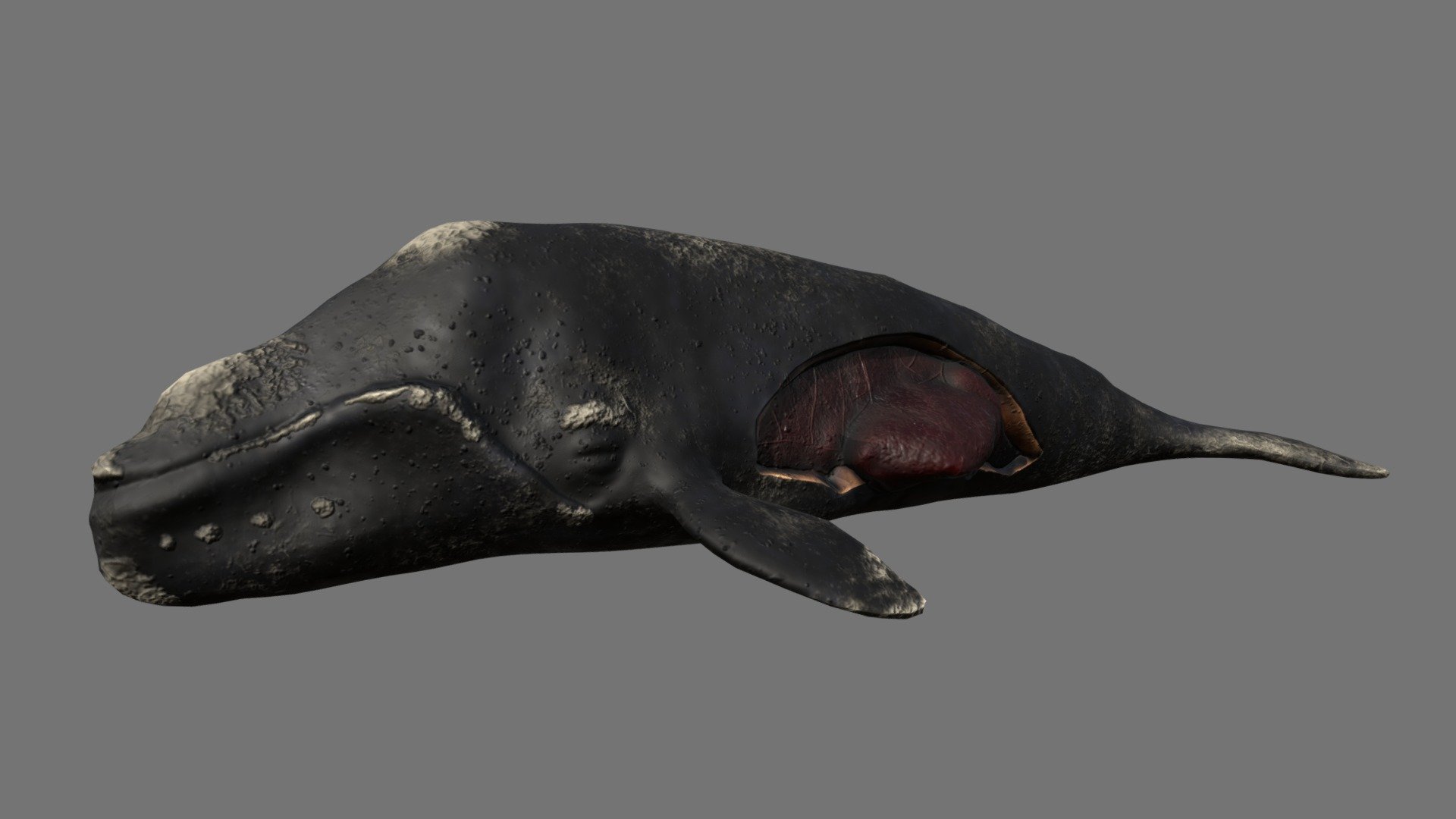 Whale - 3D model by sofiabuccheri [3a89c3d] - Sketchfab