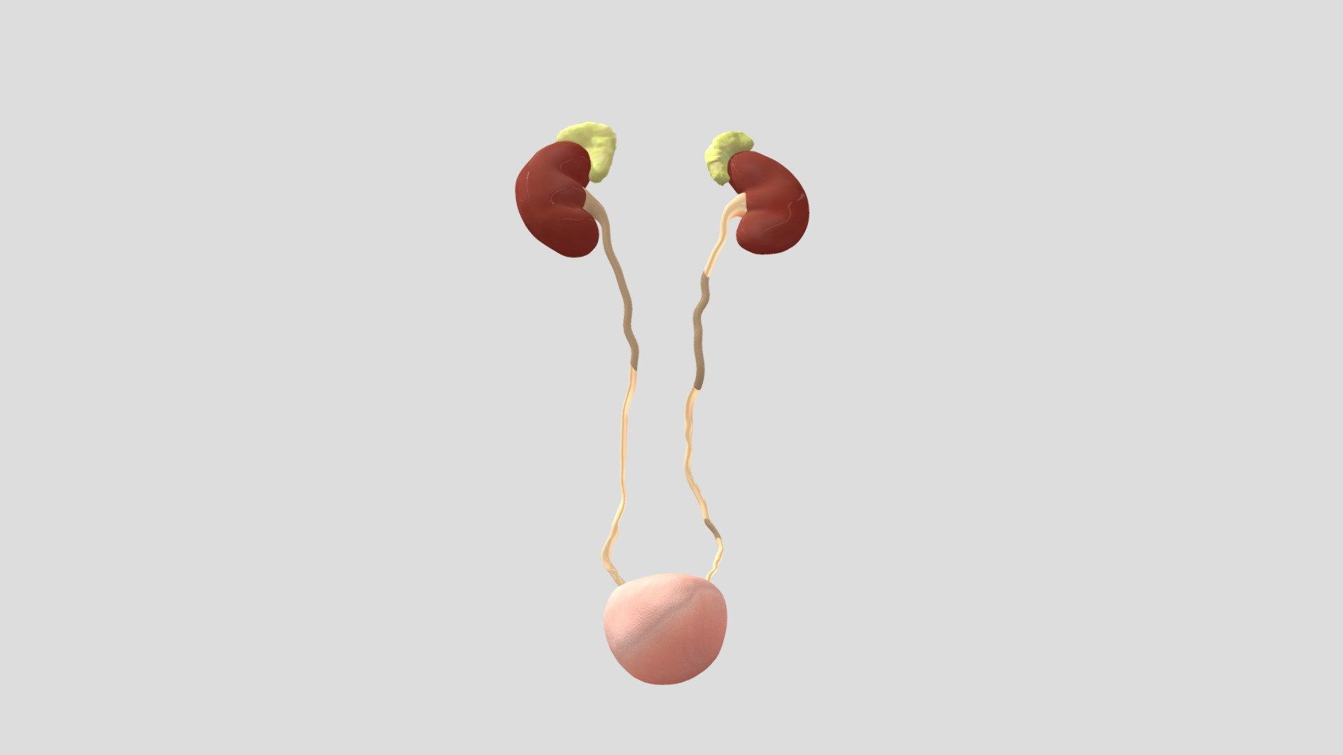 Urinary System - 3D model by odekok [3a89e00] - Sketchfab