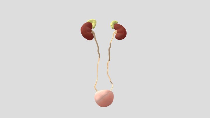 Ureter 3D models - Sketchfab