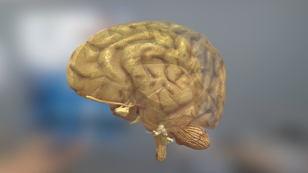 Human Anatomy - A 3D model collection by Interactive 3D Data ...