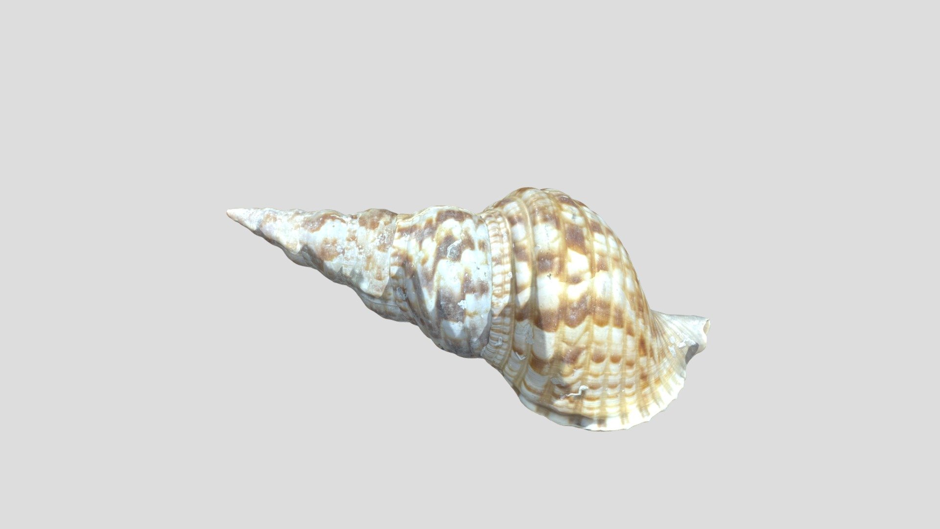 shell - Download Free 3D model by vertexgrocer [3a8ca1b] - Sketchfab