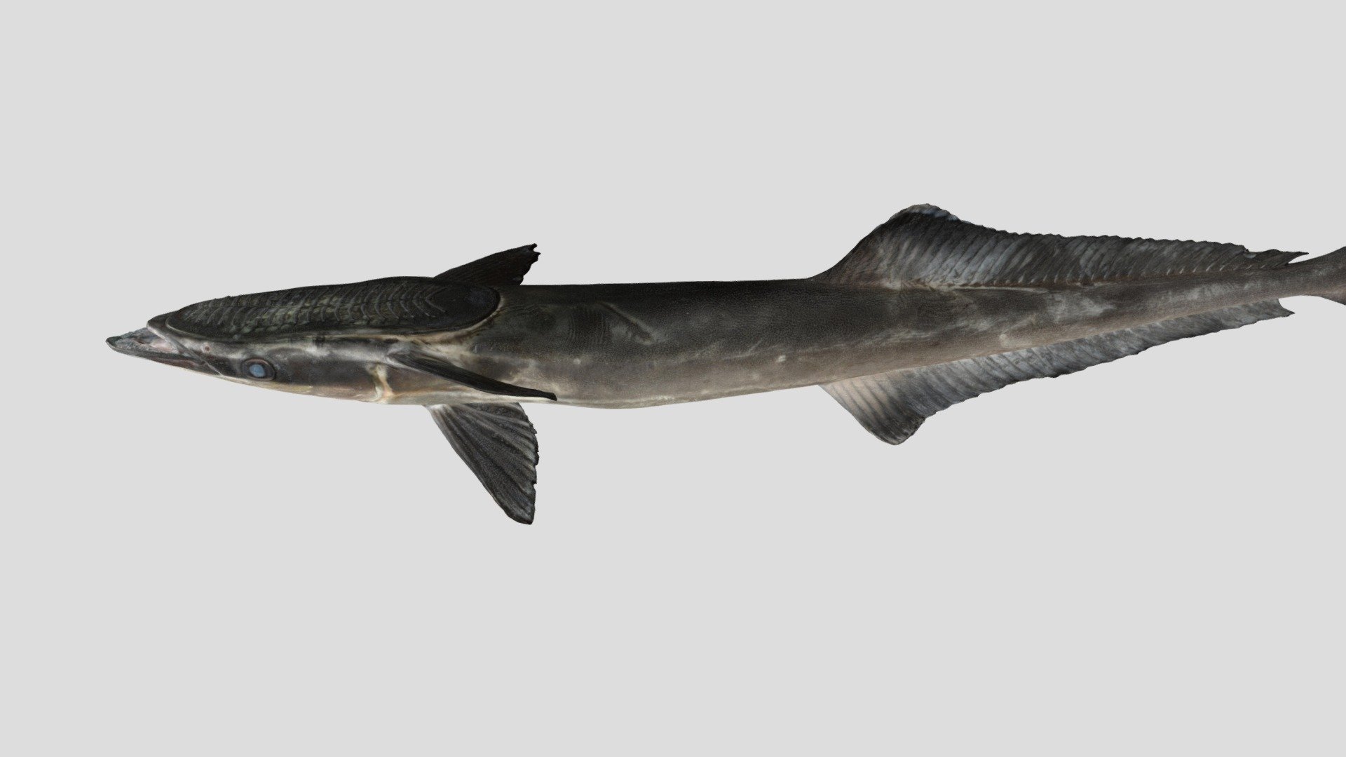 Echeneis naucrates - Download Free 3D model by Eduteiment (@camiloislas ...