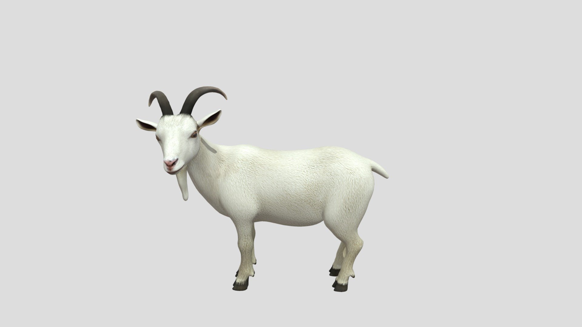 Kambing - 3D model by thoriqanwar [3a8f22f] - Sketchfab