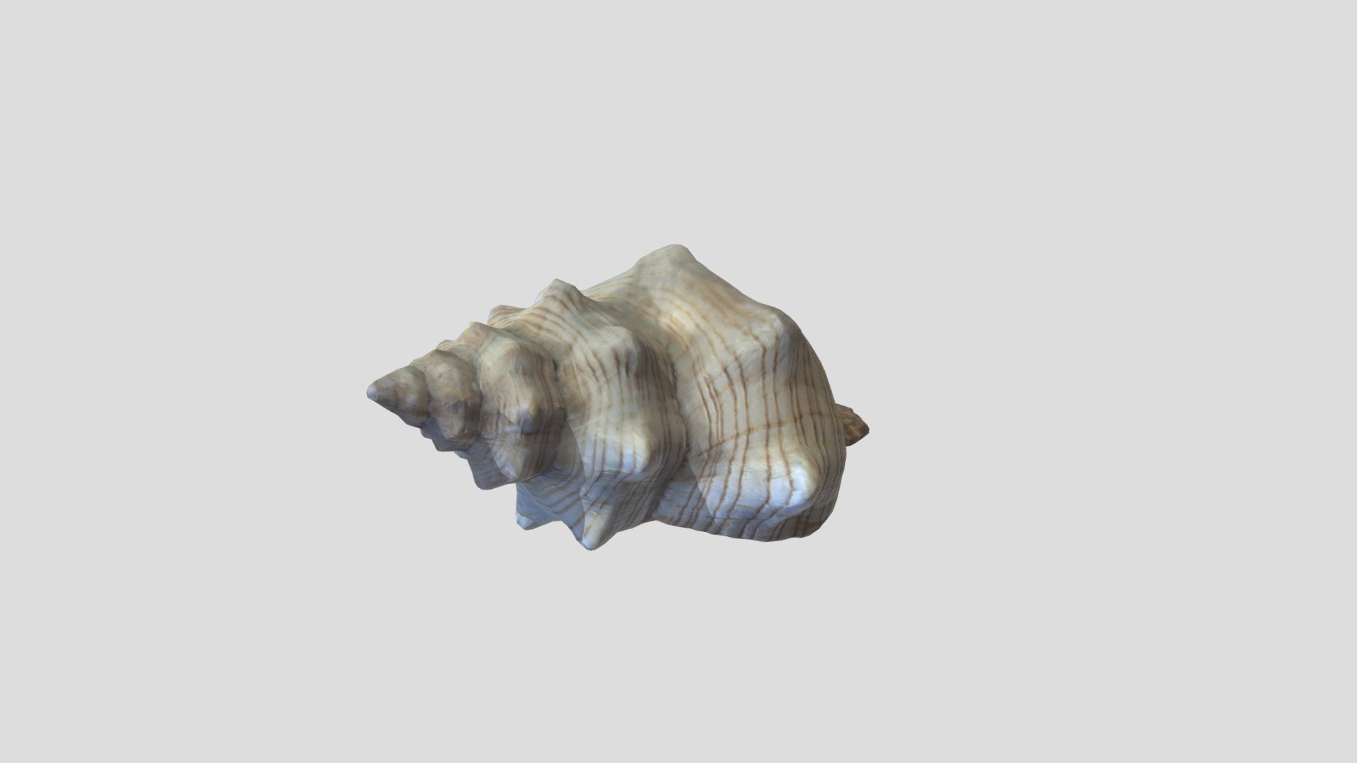 SEASHELL_2 - Buy Royalty Free 3D model by Phil Mist (@GeneSalad) [3a93072] - Sketchfab Store