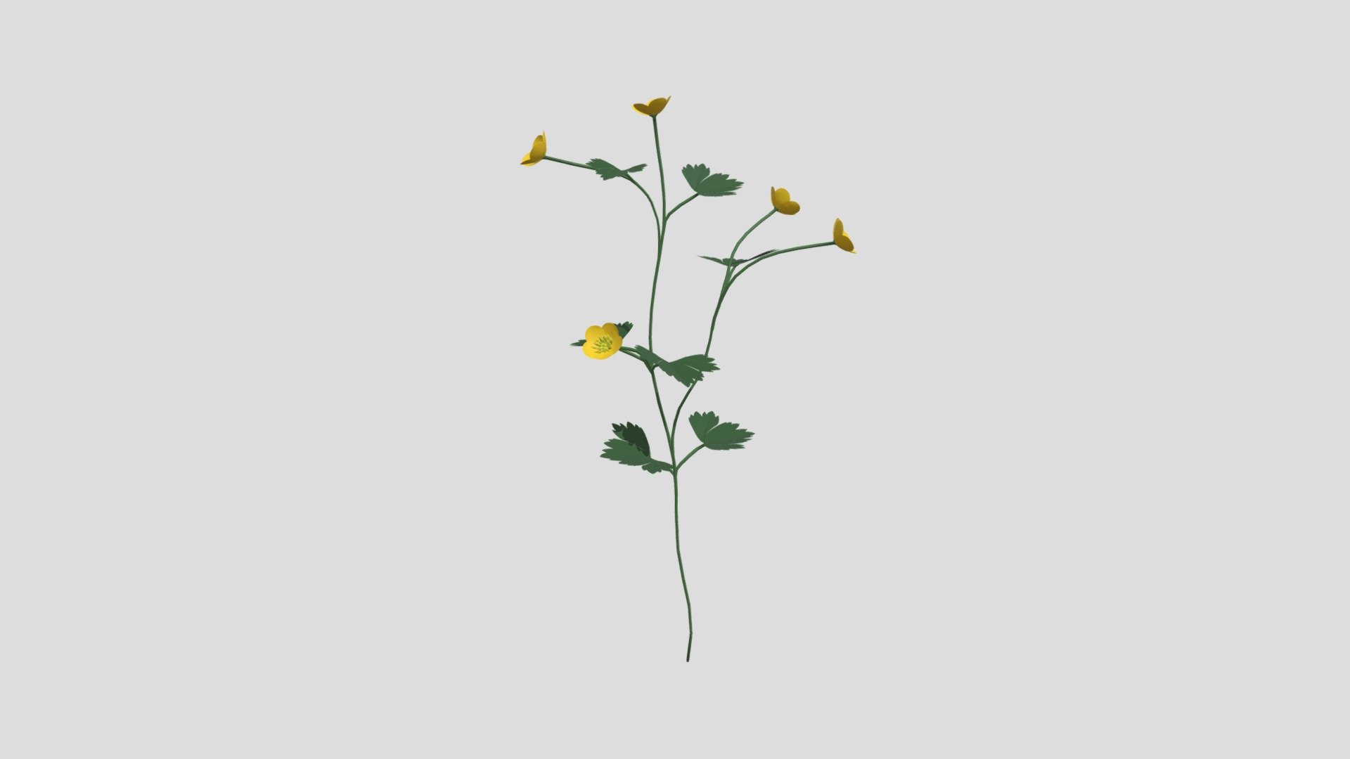 Buttercup - 3D model by Lum7n [3a999c0] - Sketchfab