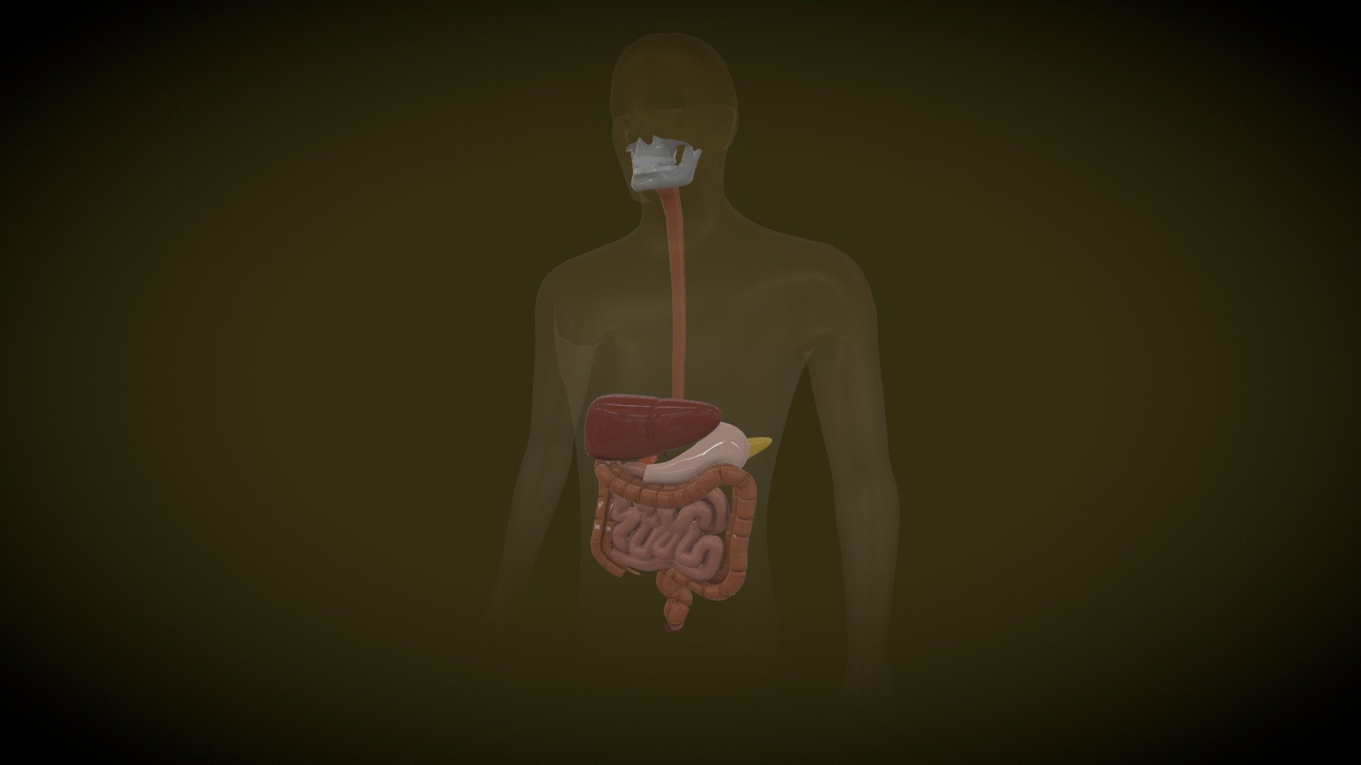 mce biology (digestive system) - 3D model by Tang Kam Ho 3dm Portfolio ...