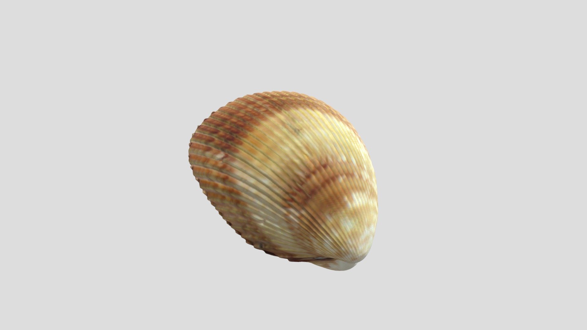 Whole Cockle - 3D model by Aberdeen City Libraries ...