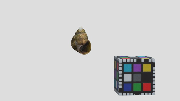 Assimineidae 3D models - Sketchfab
