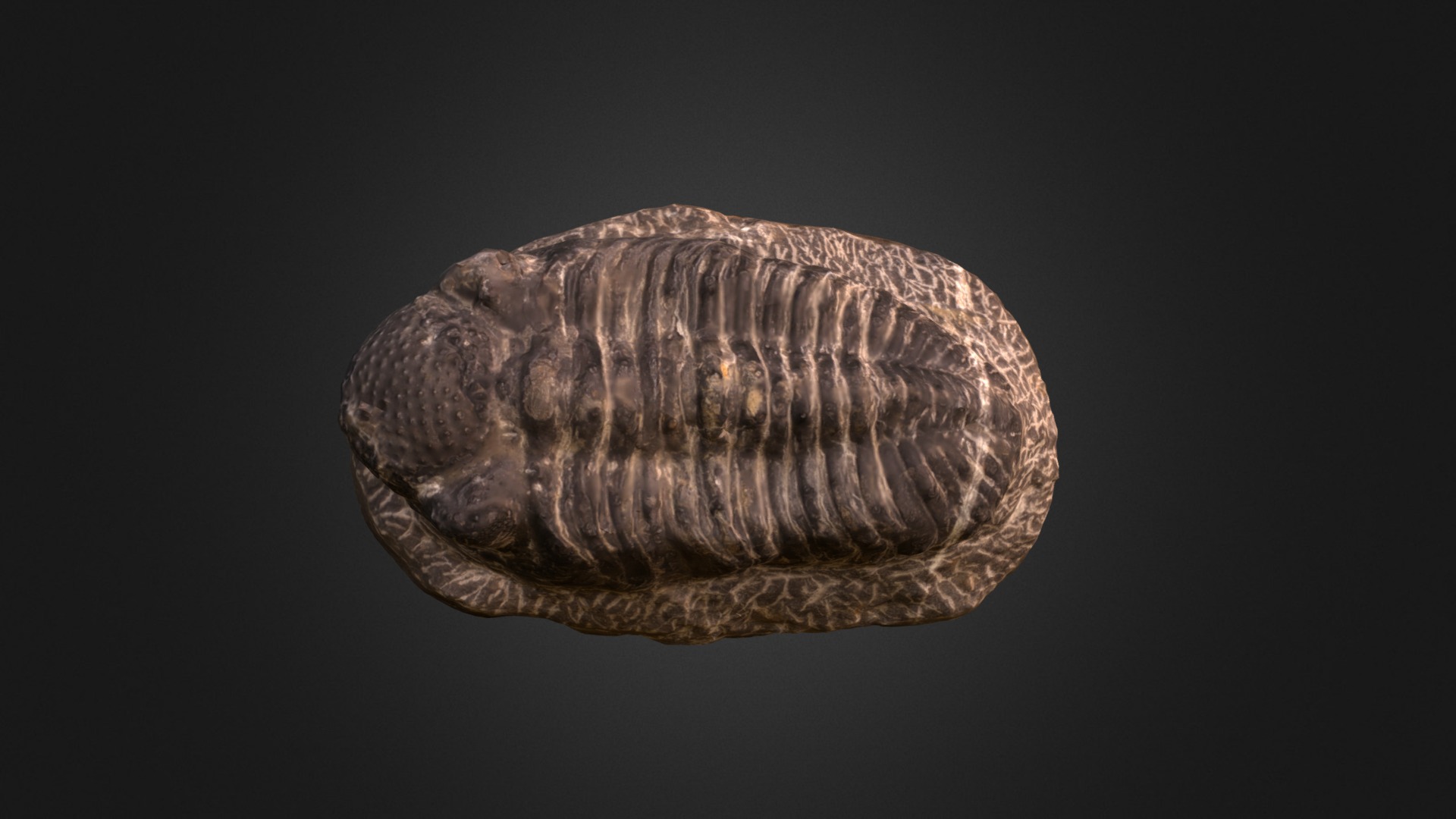 Trilobites - 3D model by jcc00061 (PALEOV-UJA) (@jcc00061) [3aad13e ...