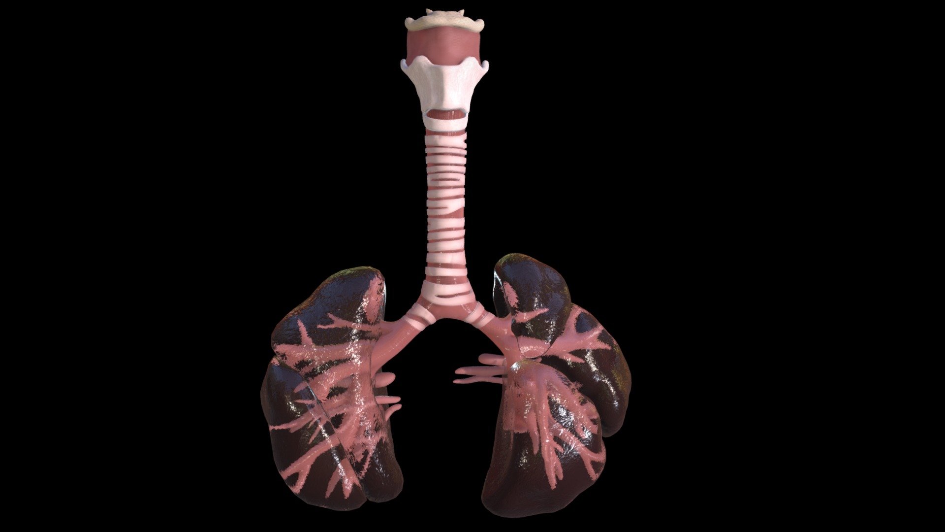 Fetus lungs week sixteen - Buy Royalty Free 3D model by Ebers [3aae6de ...