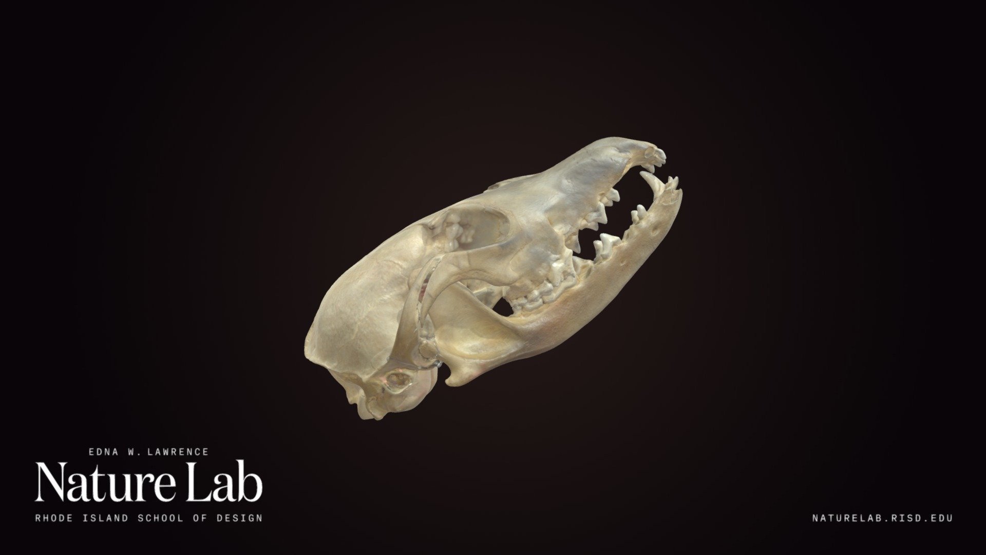 Red Fox - Download Free 3D model by RISD Nature Lab (@RISDNaturelab ...