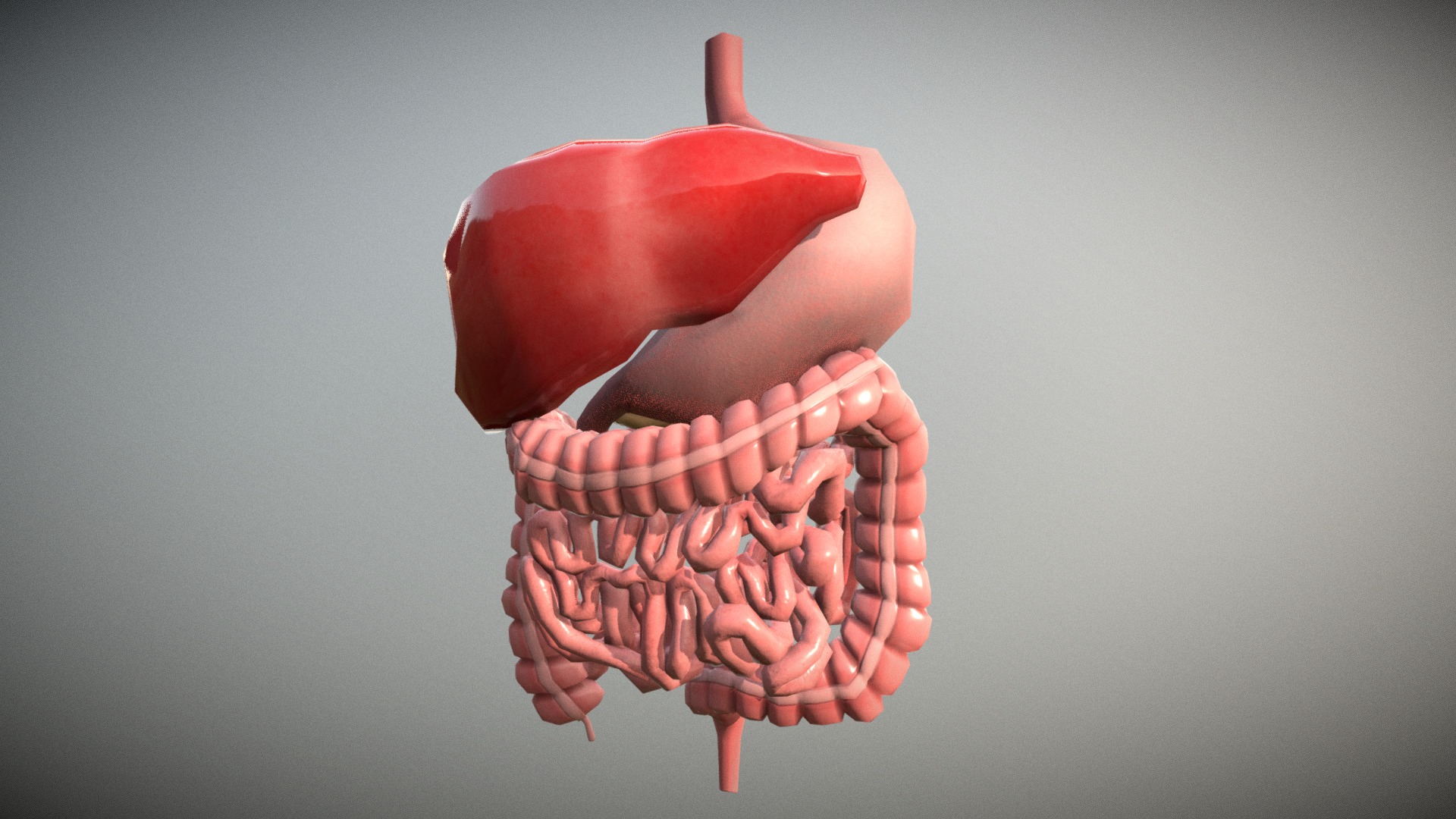 Organ - 3D model by Warmy [3ab716c] - Sketchfab