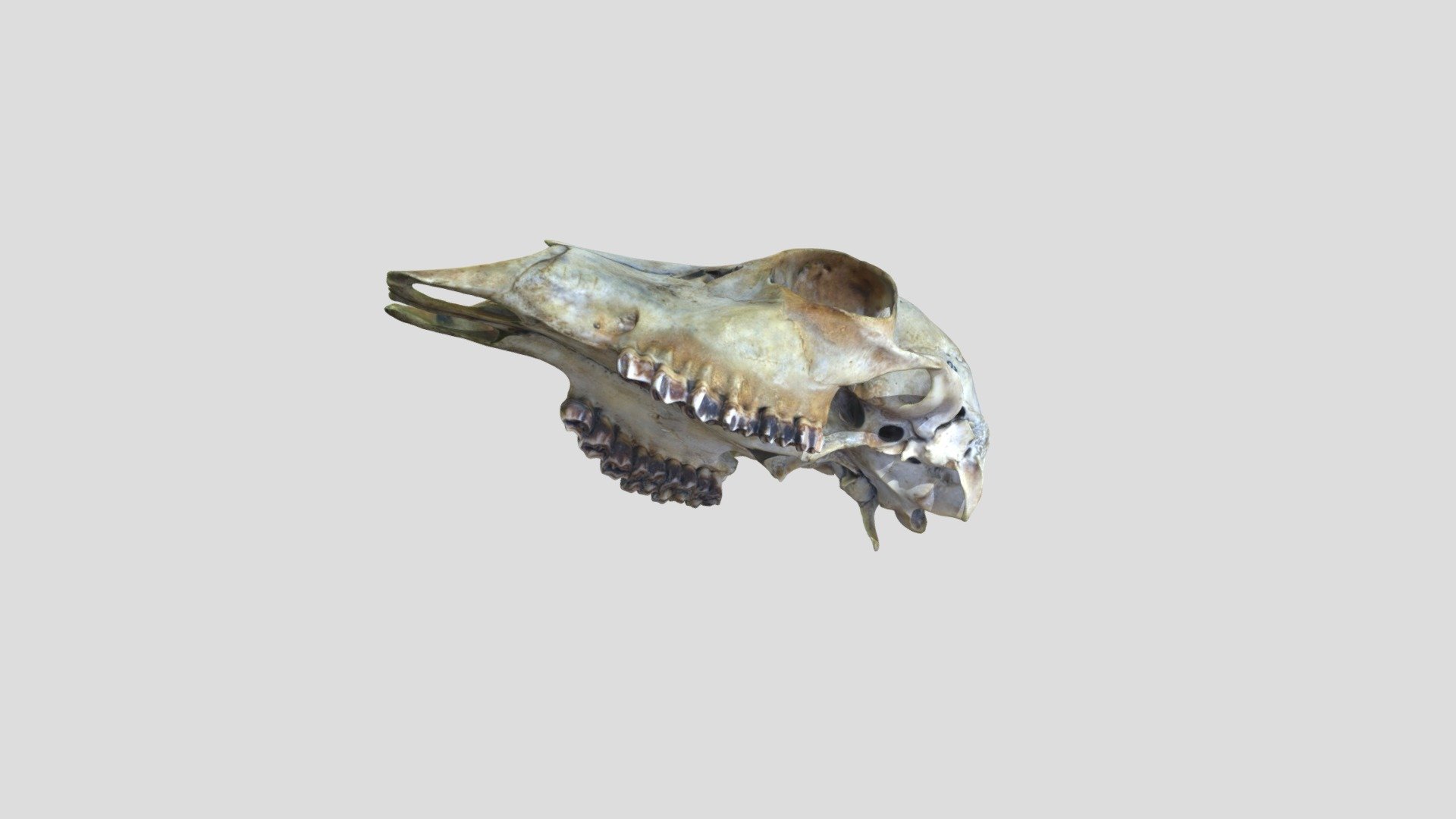 Capreolus_capreolus_F_SAP.ZOO.03_sca - 3D model by Davide Tamagnini ...