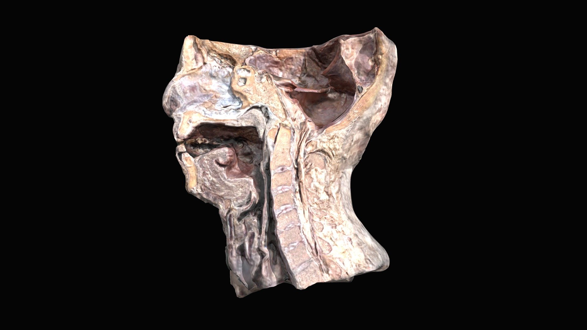 Sagittal Section of Head and Neck - Buy Royalty Free 3D model by ...