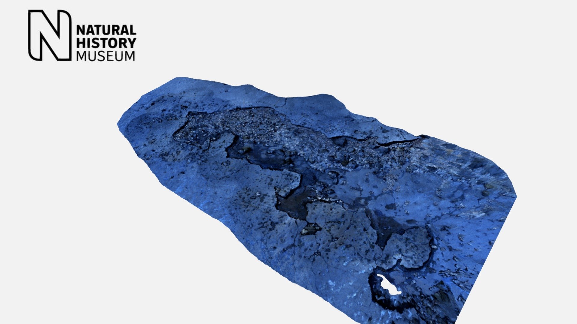 Lyme Regis ammonite pavement, August 2019 - 3D model by NHM_Imaging ...