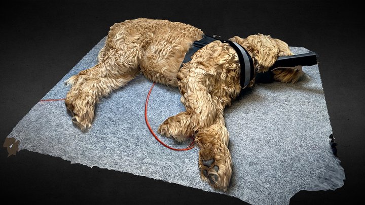 Labradoodle 3D models - Sketchfab