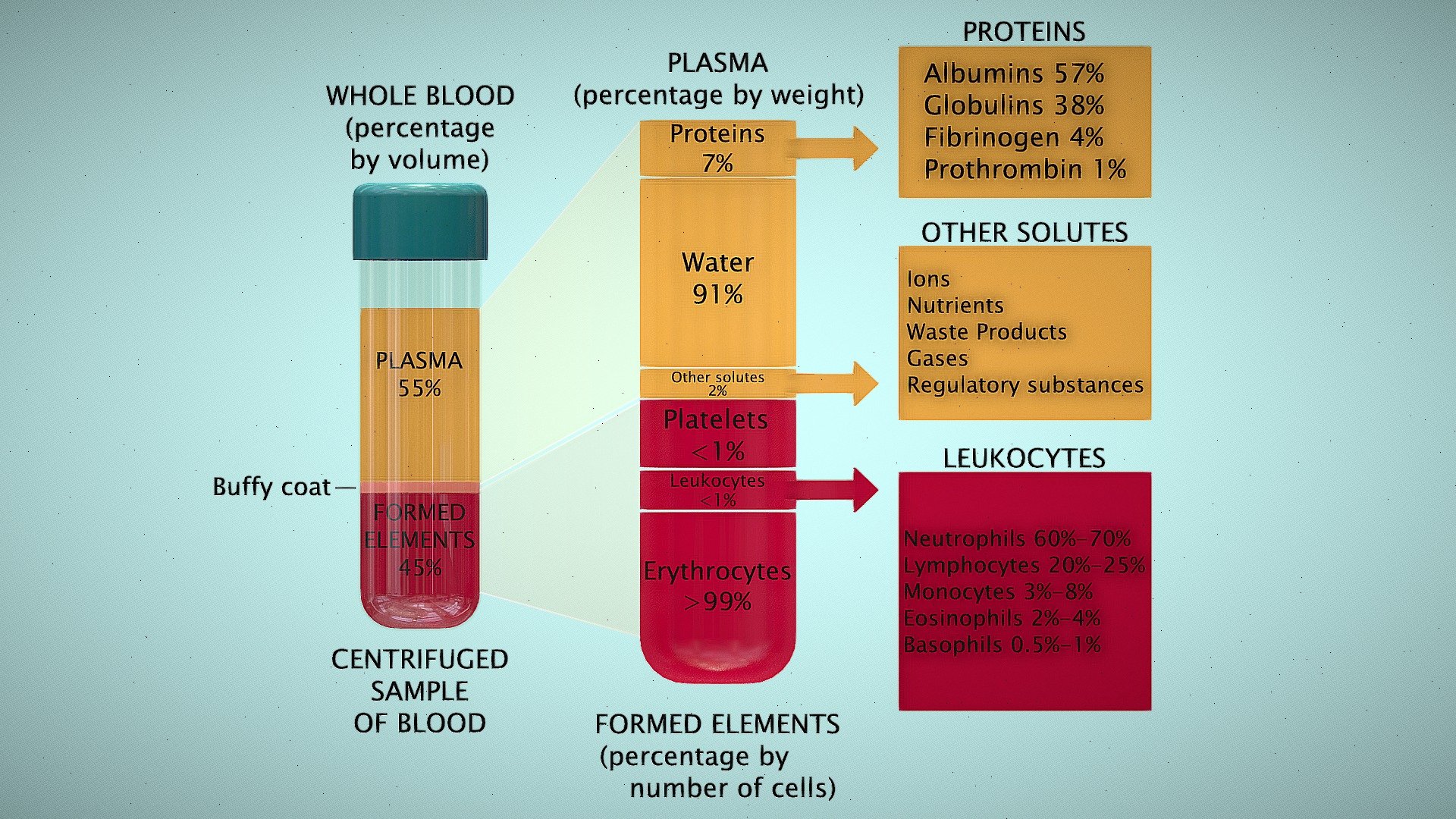 Components of blood - Download Free 3D model by arloopa [3ae309d ...