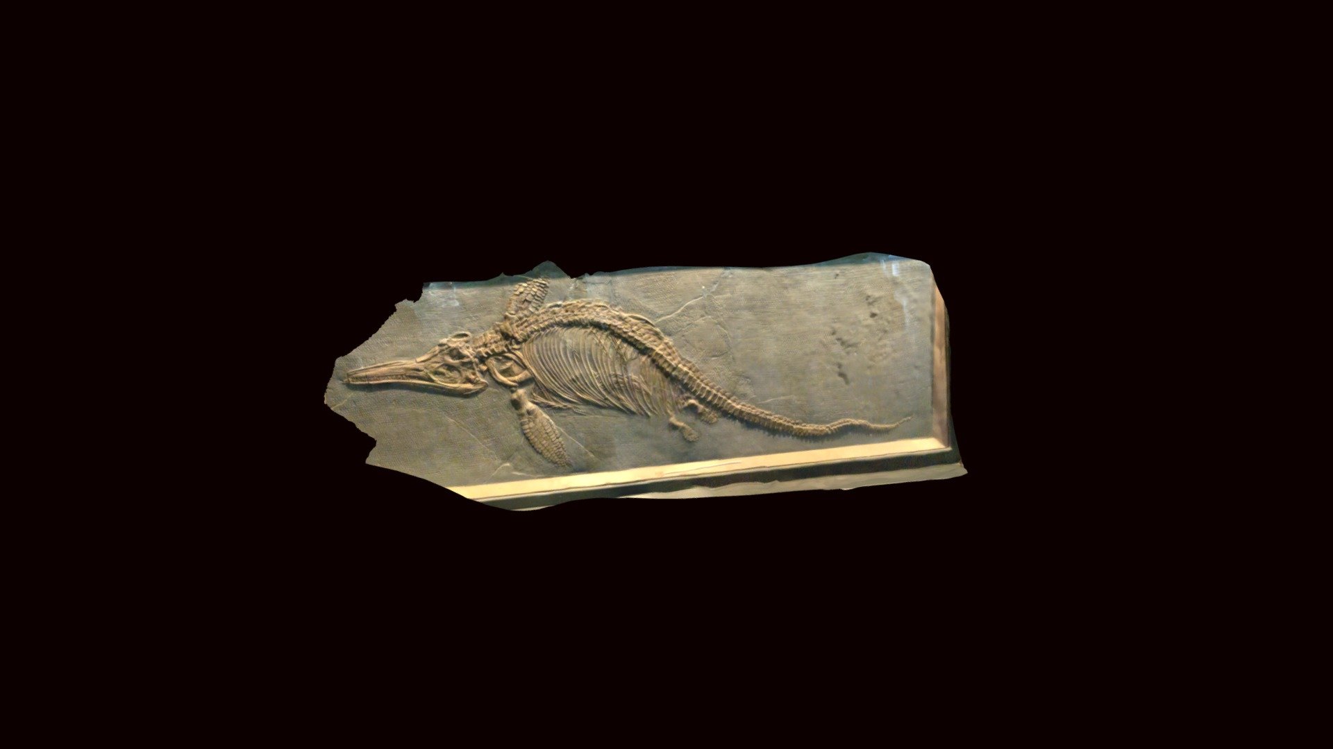 Ichthyosaurus somersetensis fossil (VCU_3D_7132) - 3D model by Virtual Curation Lab ...