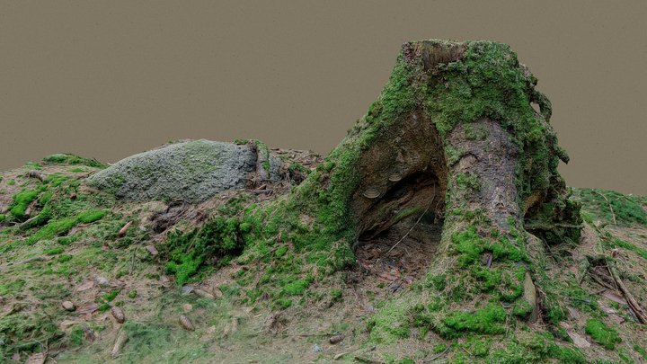 Megascans 3D models - Sketchfab