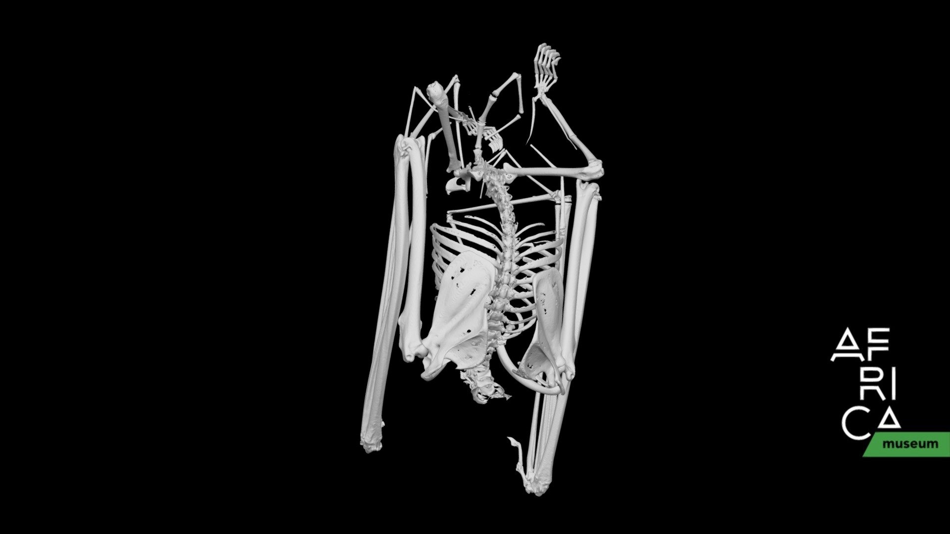 14765 Glauconycteris superba - 3D model by Royal Museum for Central ...