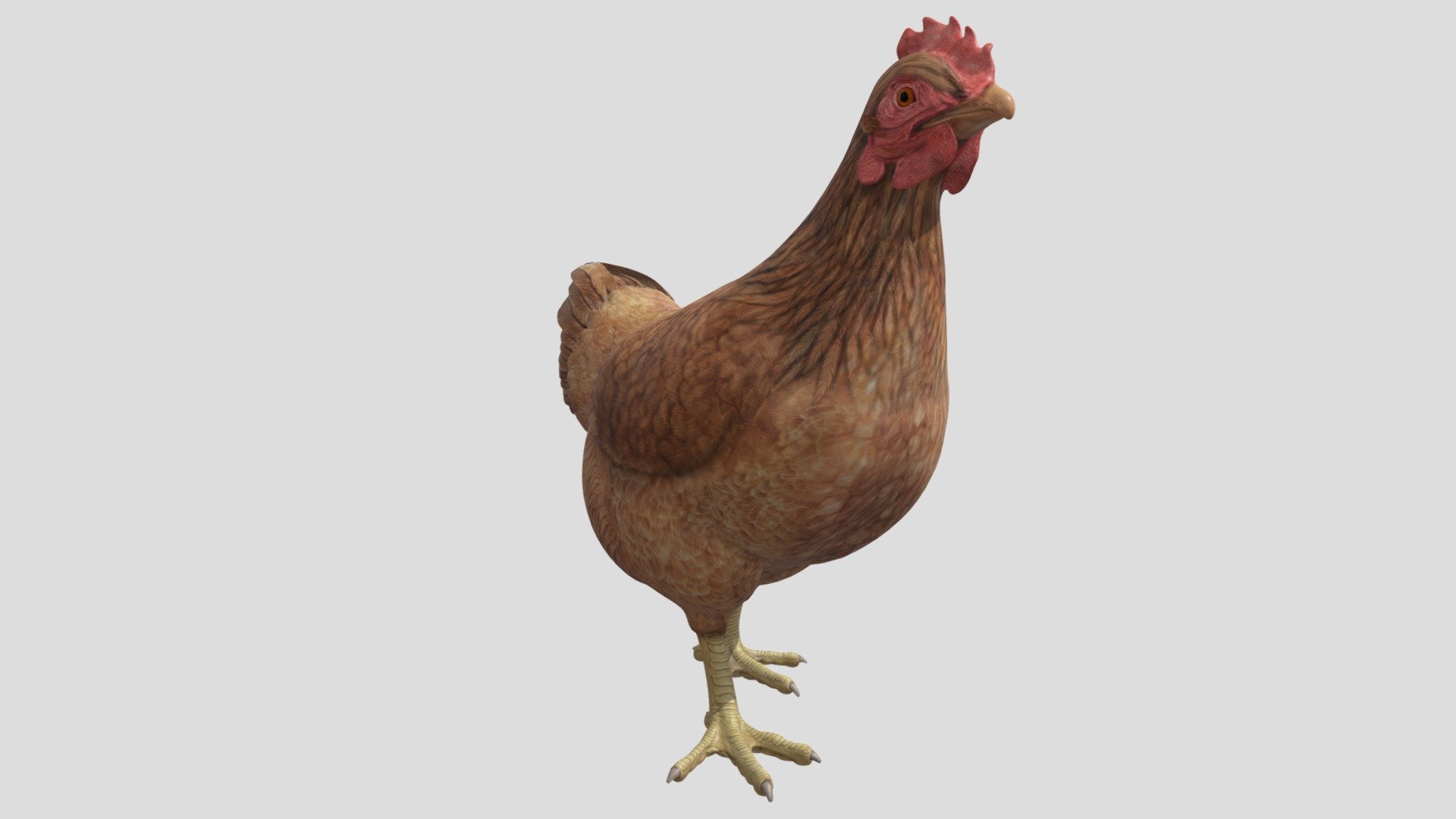 Chicken - Download Free 3D model by all of life (@Xfdfgd) [3aefcbc ...