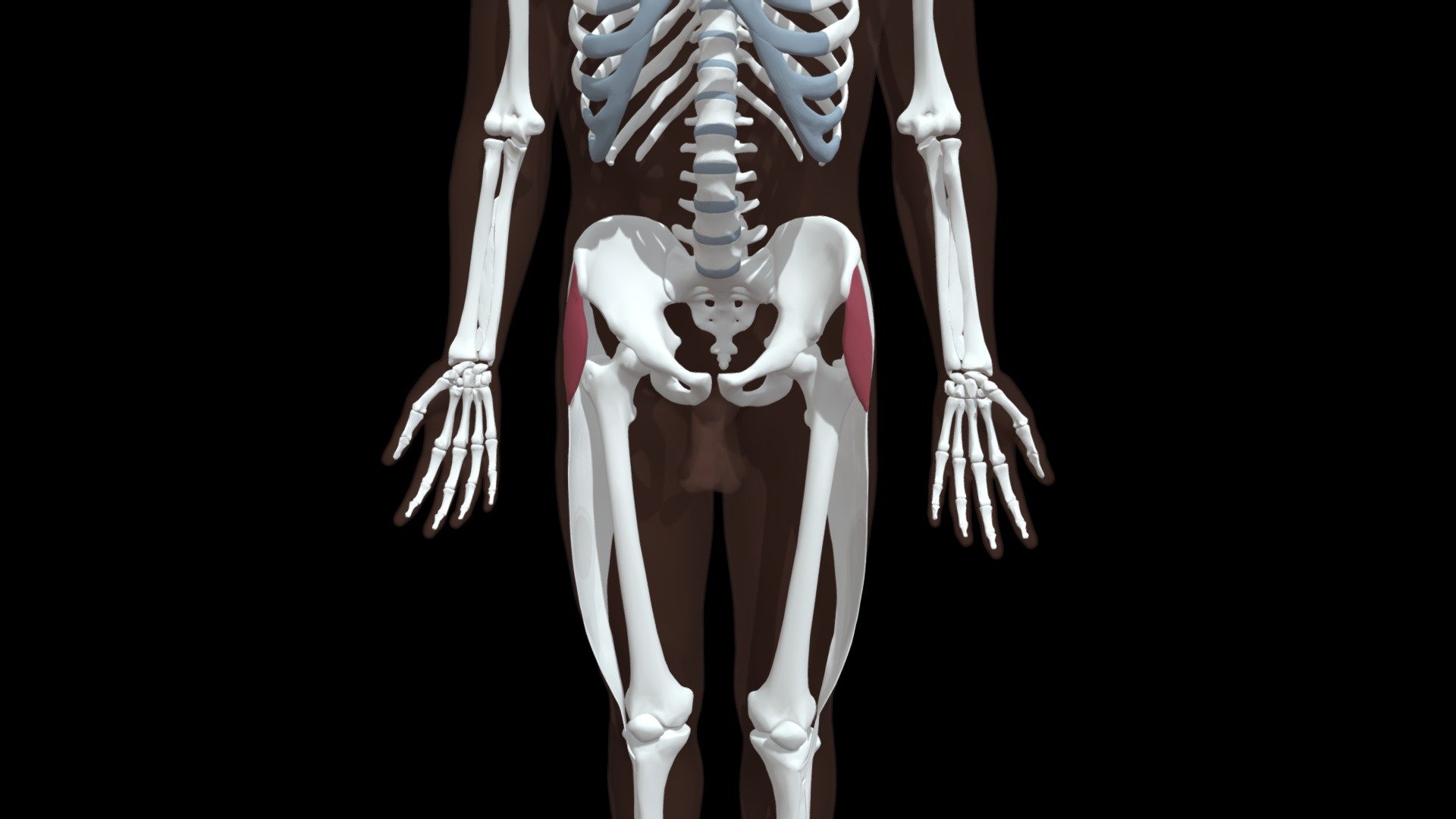 Tensor Fascia Latae - Download Free 3D model by Anatomary [3af8eb8 ...