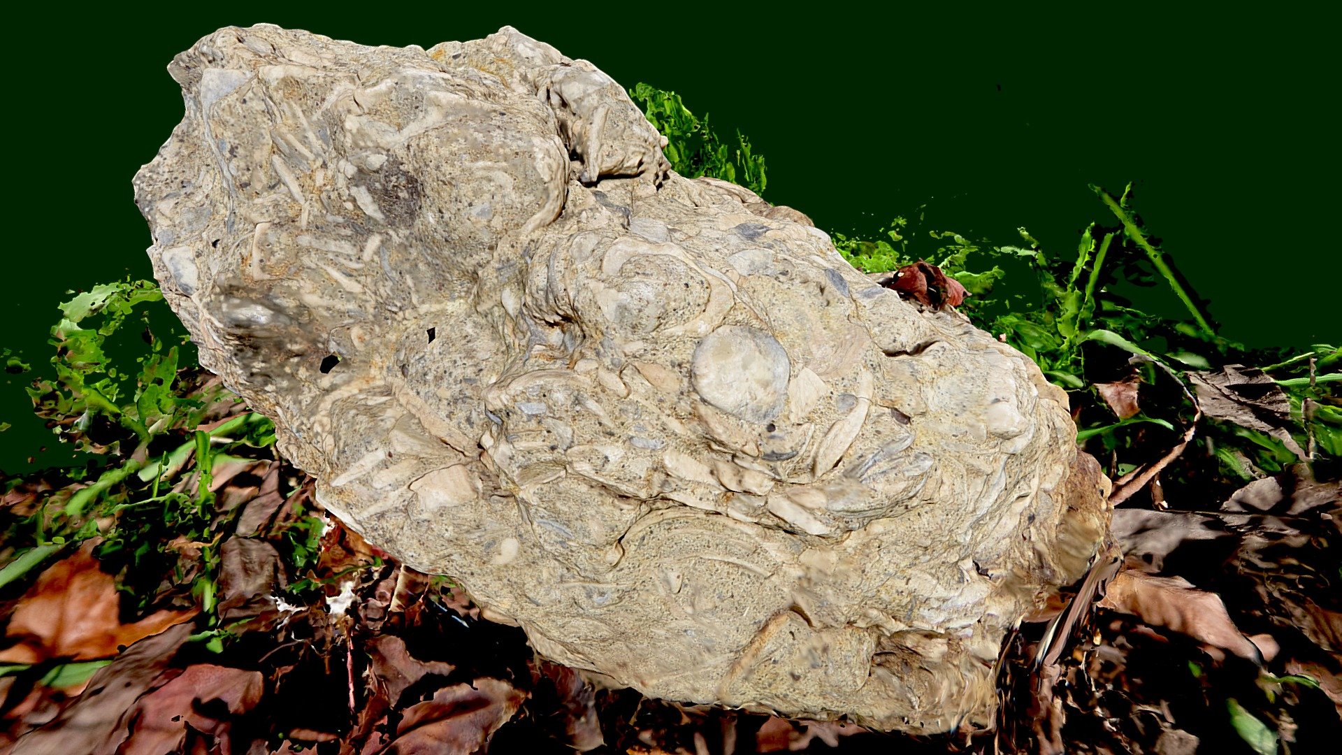 Limestone with Shells - Buy Royalty Free 3D model by John Toeppen ...