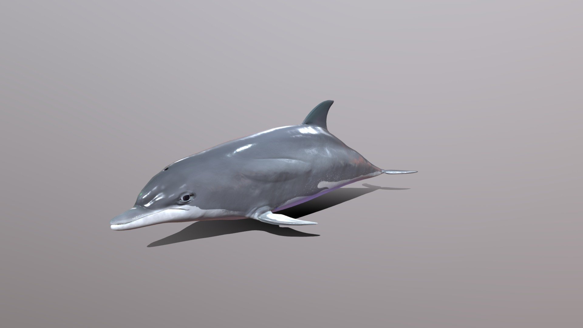Dolphin - 3D model by GoldenZtuff (@dhjwdwd) [3aff883] - Sketchfab