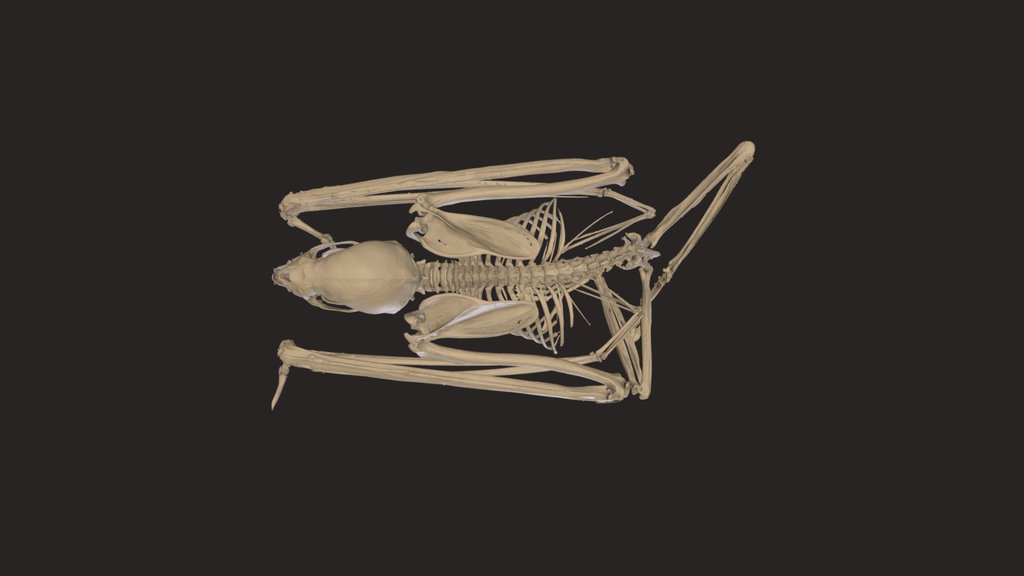 Zoology - Chiroptera - A 3D model collection by MuseumoftheCosmos ...