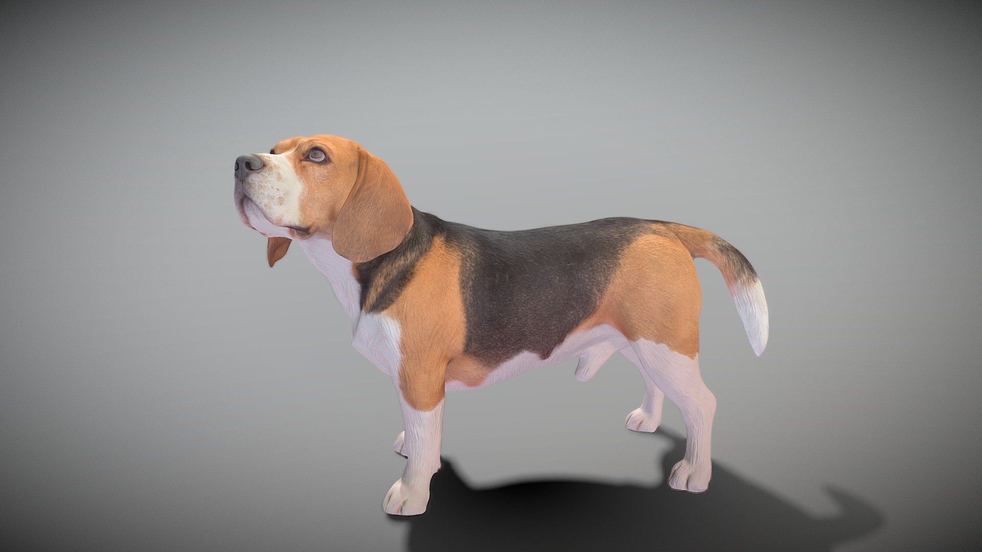 Walking dog 27 - Buy Royalty Free 3D model by deep3dstudio [3b08045 ...