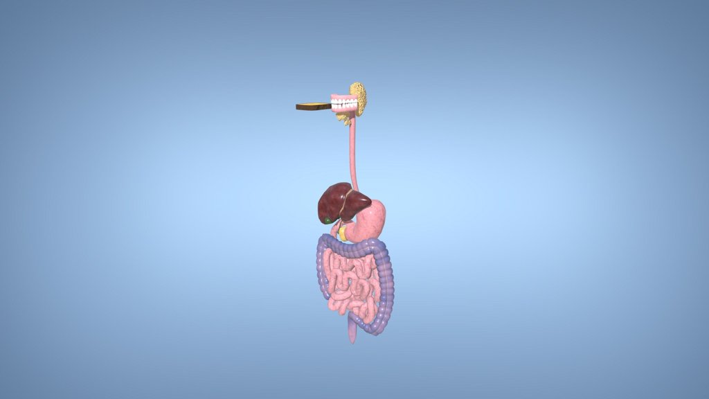 Digestive - A 3D model collection by DL606 - Sketchfab