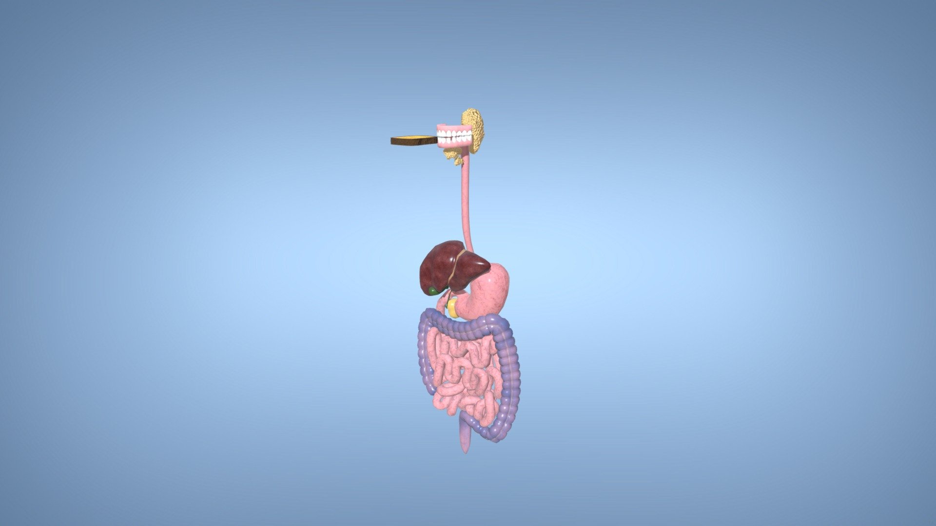 The digestive system - 3D model by FyndReality [3b0bd8d] - Sketchfab