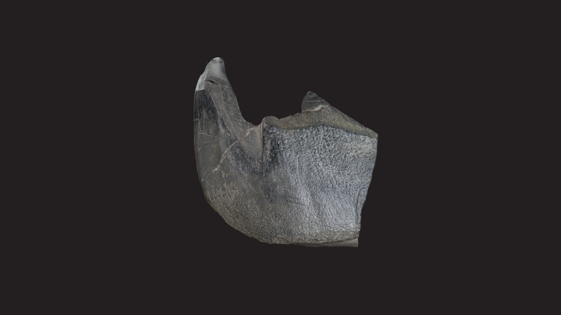 CMNH 5908, Dunkleosteus terrelli infragnathal - 3D model by Cleveland ...