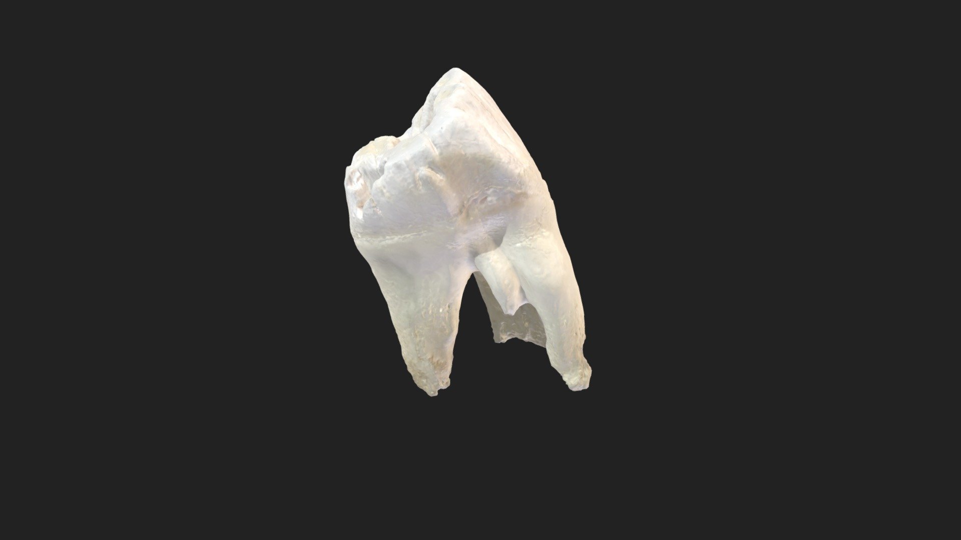 4th cheek tooth (4th premolar) pig (upper jaw) - 3D model by ...