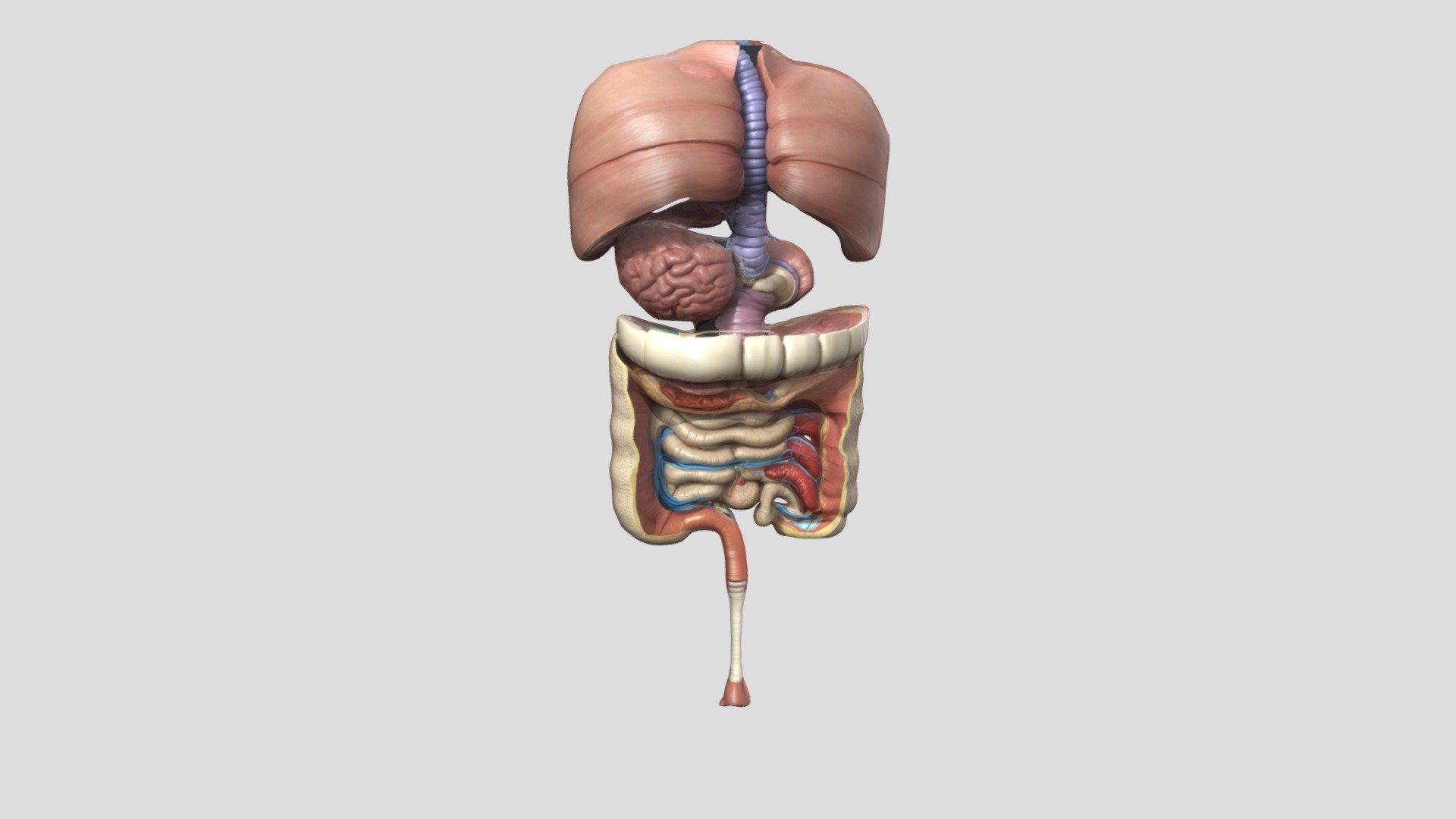 Digestive System - Download Free 3D model by dafneperez [3b2c969 ...