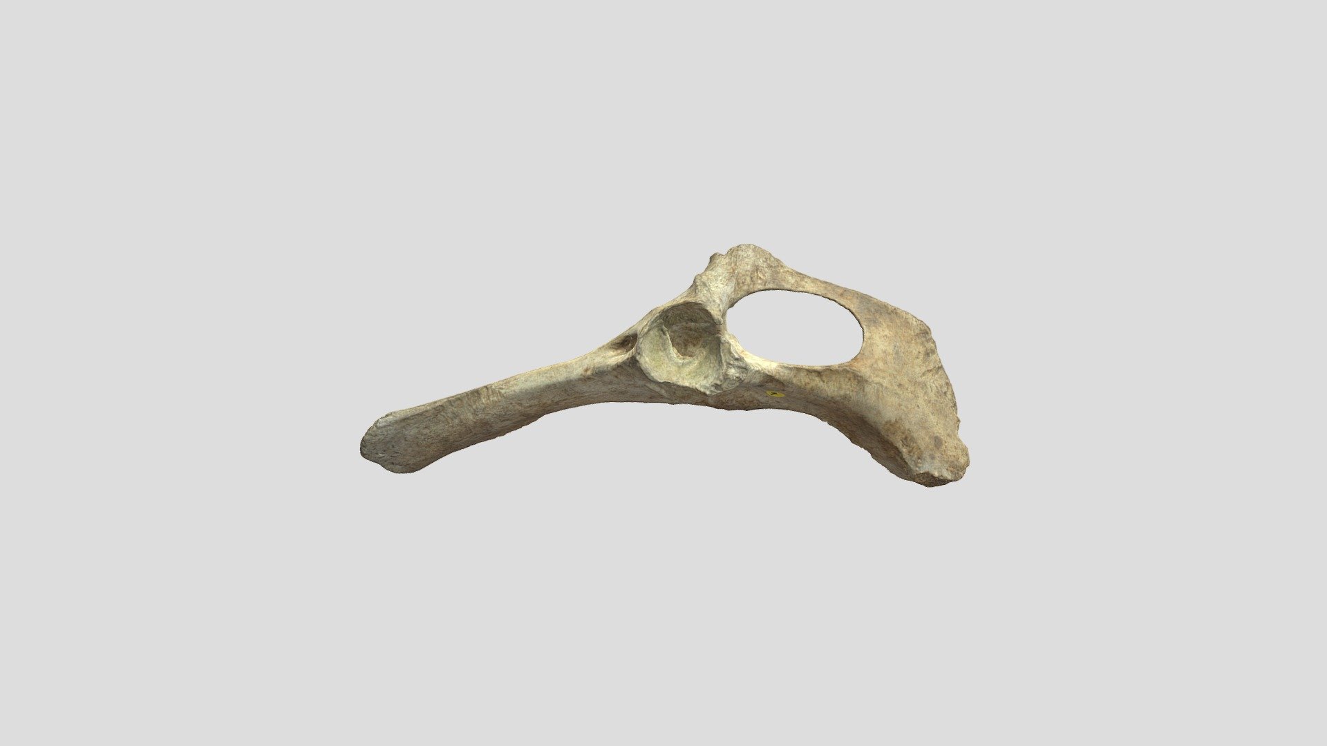 EAL Taphonomy Rodent Chew Pelvis - 3D model by Wesleyan University ...