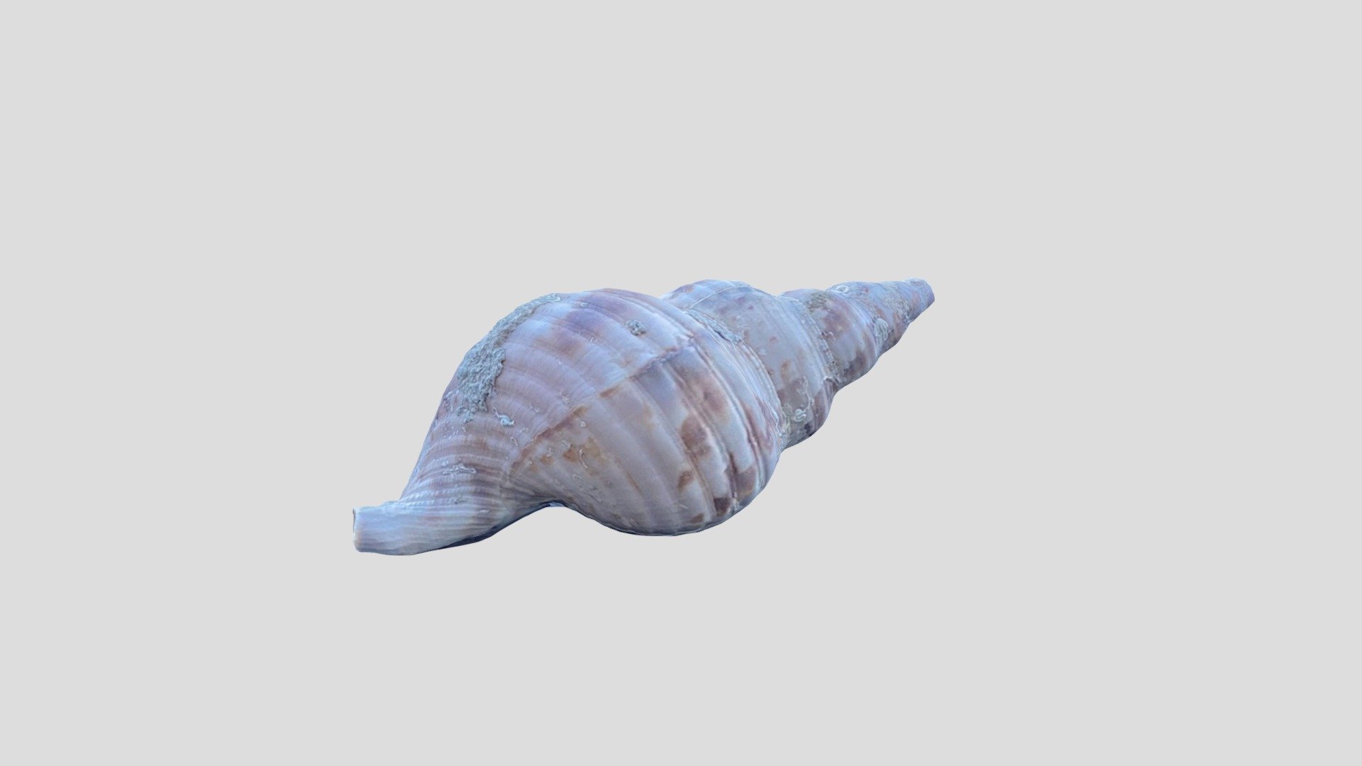 Seashell - Buy Royalty Free 3D model by Bilakos [3b32534] - Sketchfab Store