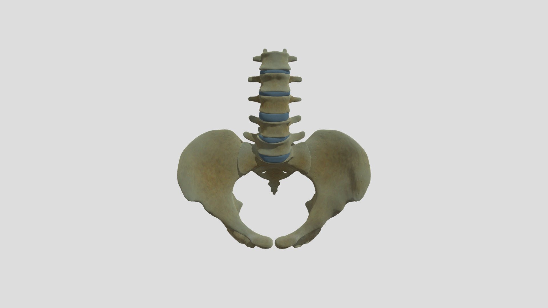 Female Pelvis bone Anatomy - 3D model by blendedlearning @LTHTR ...