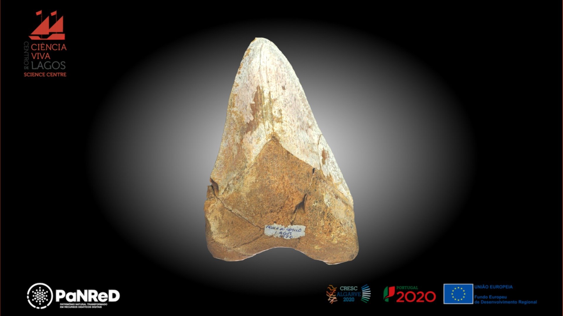 Otodus megalodon dente (tooth) - 3D model by Lagos Ciencia Viva Science ...