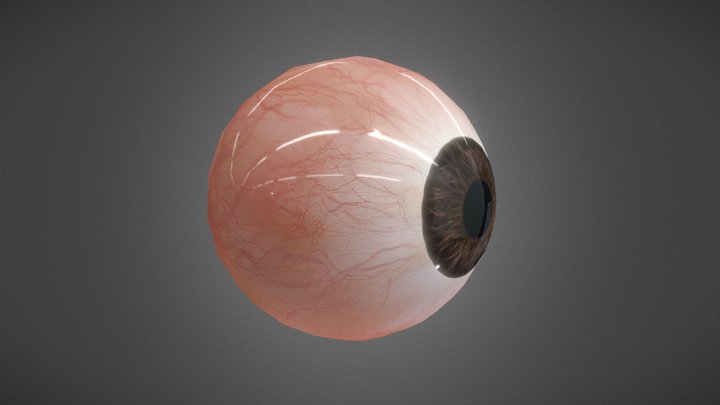 Brown-eye 3D models - Sketchfab