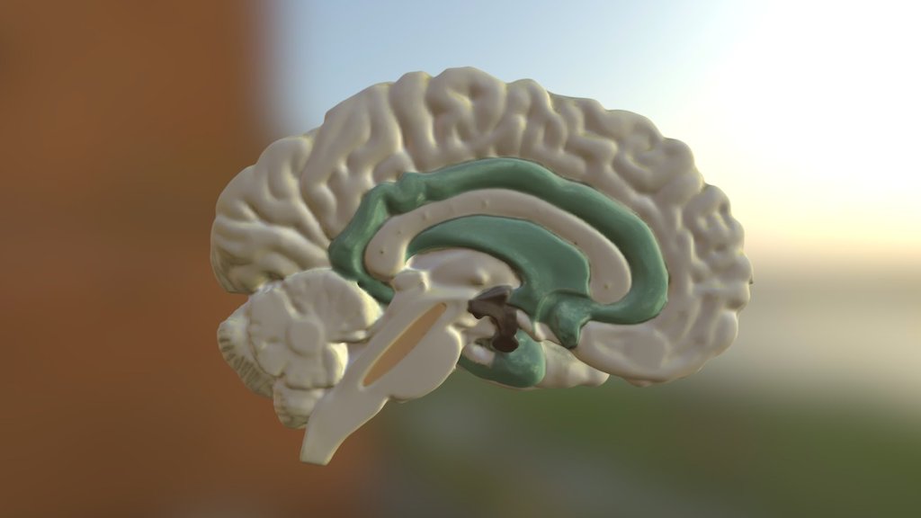 Education model of brain - 3D model by threeding.com [3b398d6] - Sketchfab