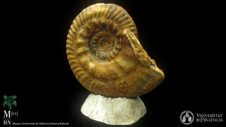 Ammonites 3D models - Sketchfab